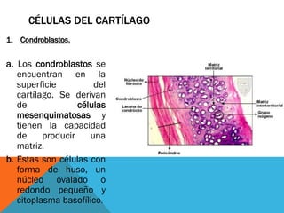 tejido cartilaginoso | PDF