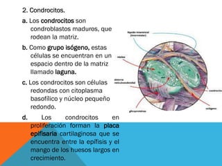 tejido cartilaginoso | PDF