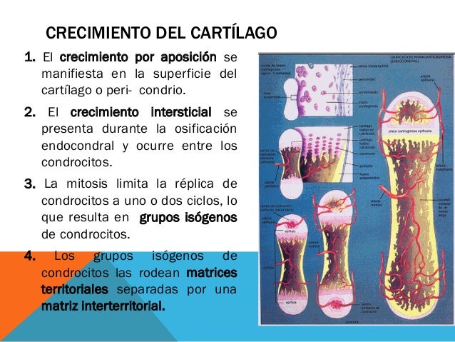 tejido cartilaginoso