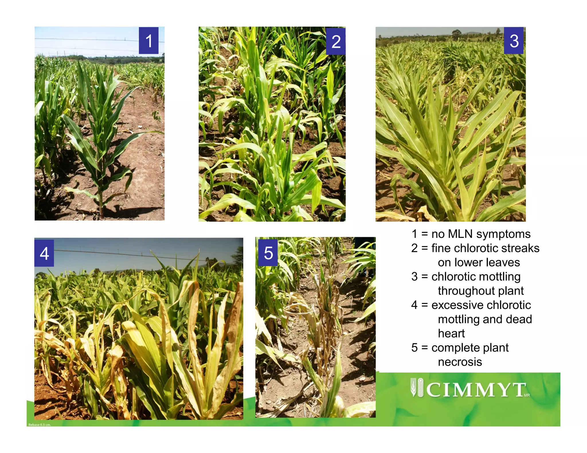 MLN Workshop: Maize lethal necrosis symptoms scoring -- B Das | PPT