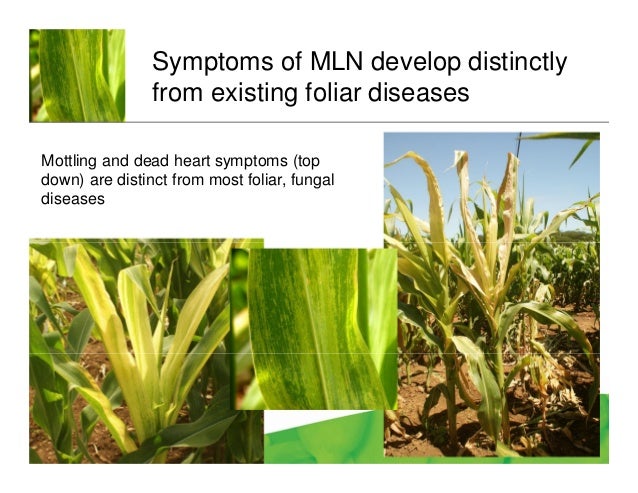 MLN Workshop: Maize lethal necrosis symptoms scoring -- B Das