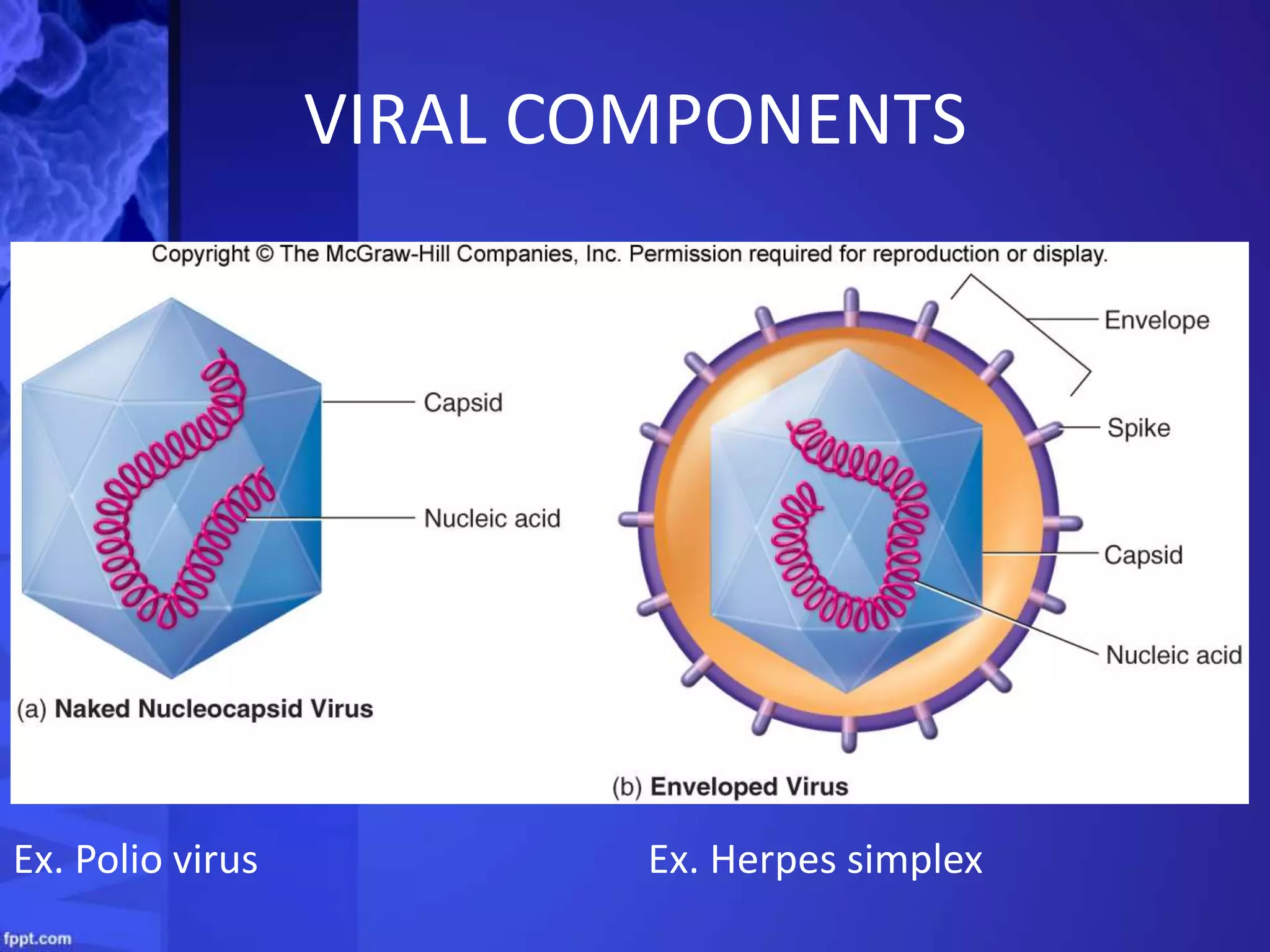 Virus, Viroids and Prions | PPTX