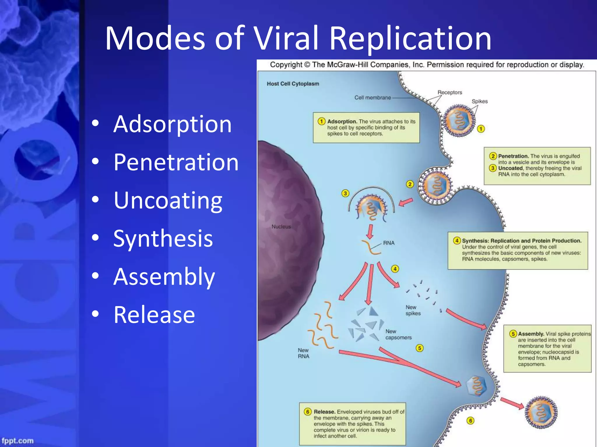 Virus, Viroids and Prions | PPTX