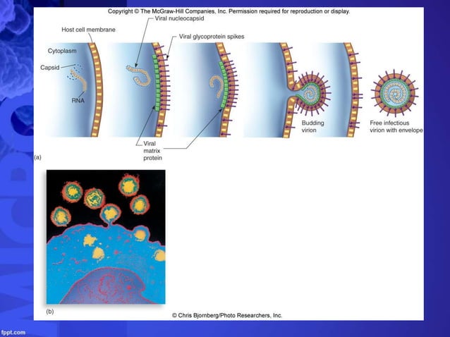 Virus, Viroids and Prions | PPTX