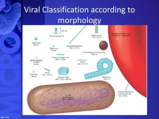 Virus, Viroids and Prions | PPTX