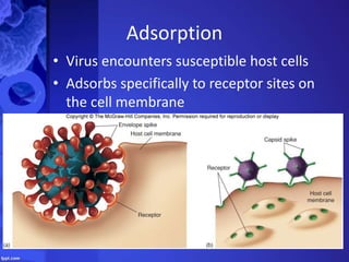 Virus, Viroids and Prions | PPTX