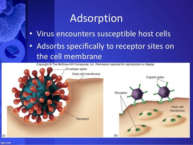 Virus, Viroids and Prions