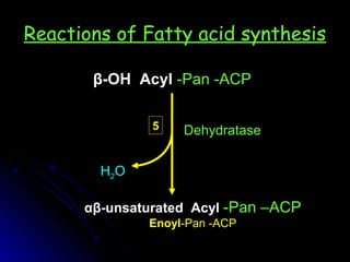 Fatty acid synthesis patr 1 | PPT