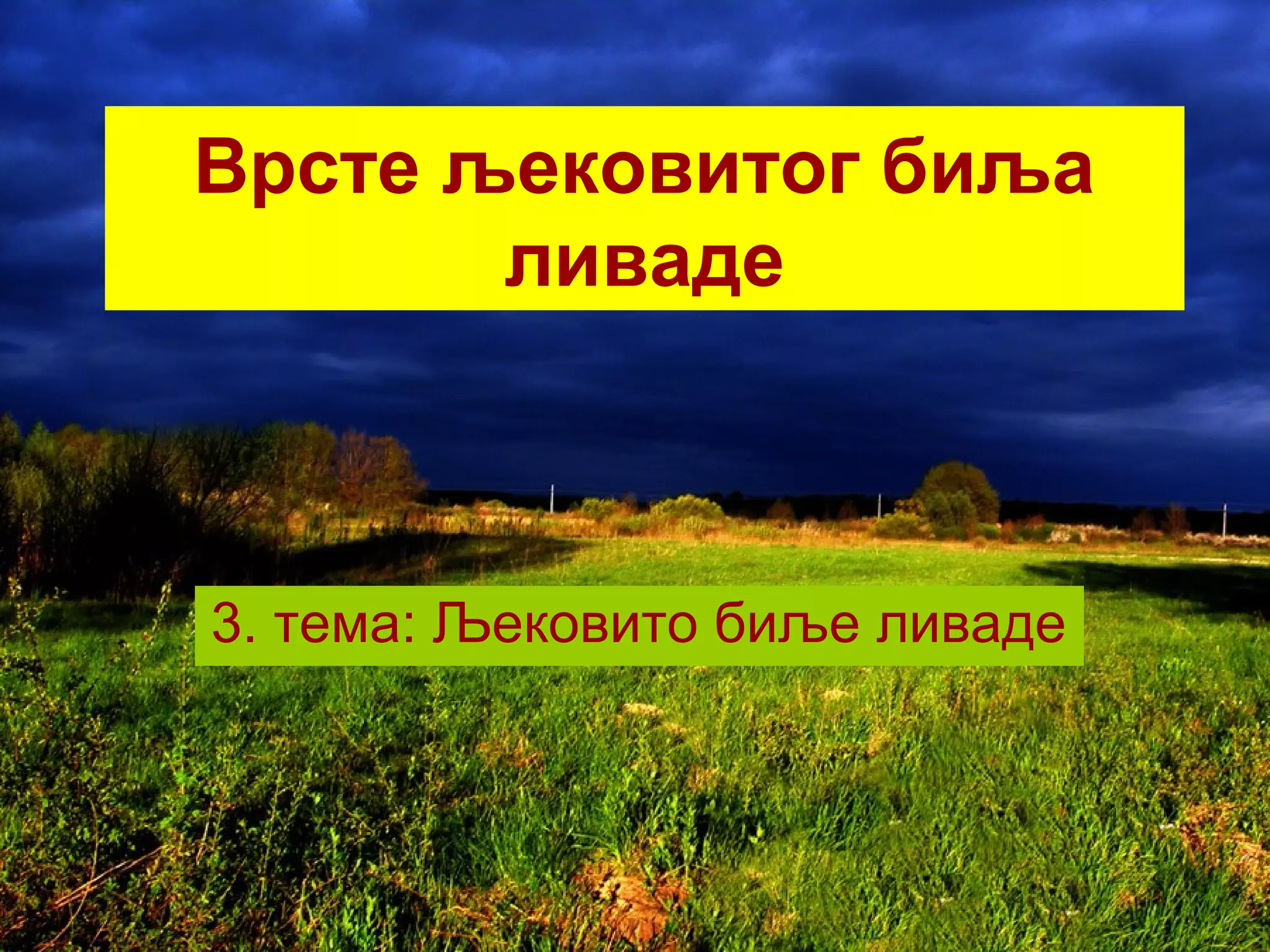 5 Ljekovite biljke livade | PPT