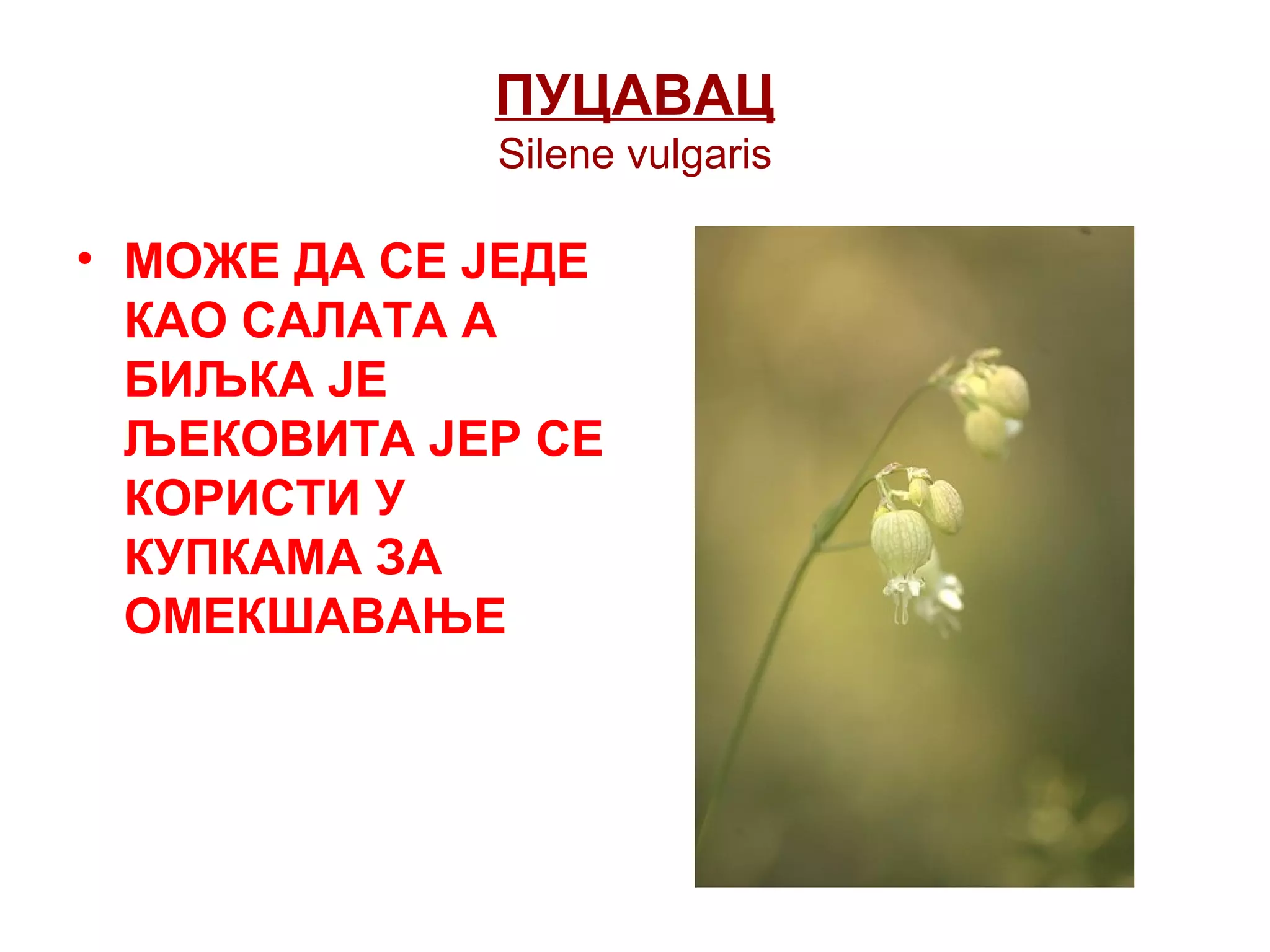 5 Ljekovite biljke livade | PPT