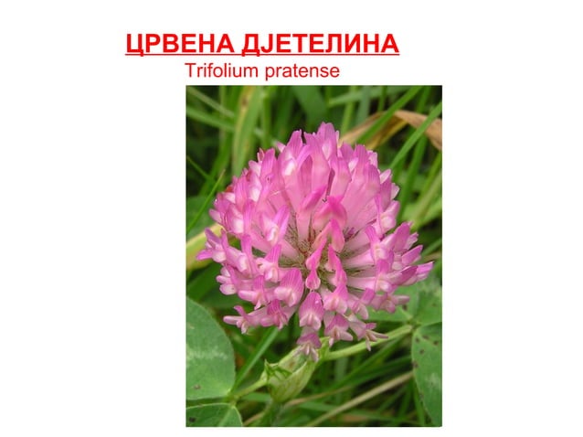 5 Ljekovite biljke livade | PPT