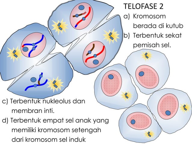 Genetika dan Reproduksi Sel | PPT