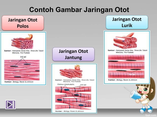 Jaringan Otot | PPTX
