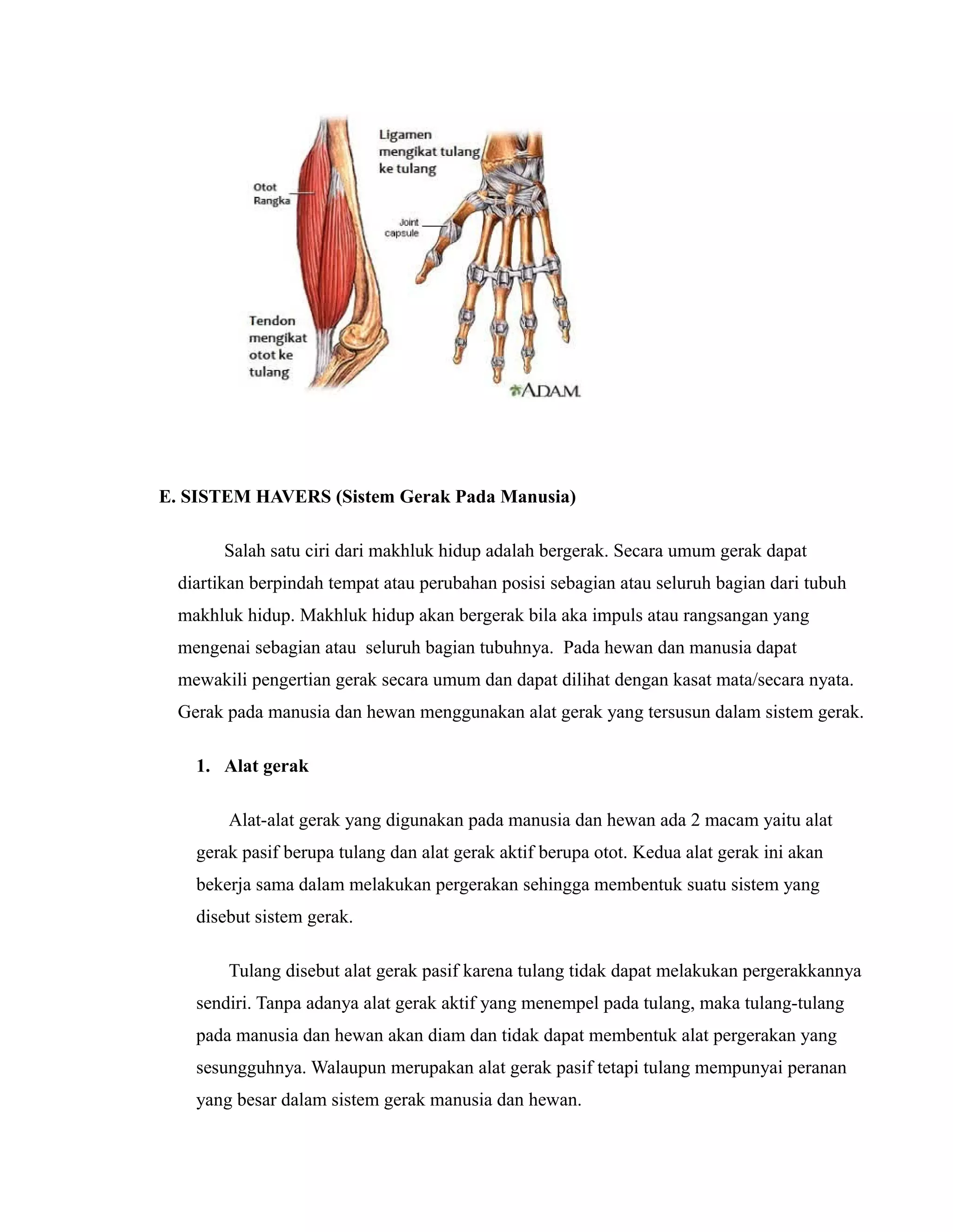 Jenis sendi, tendon, dan ligamen sistem haver | DOC
