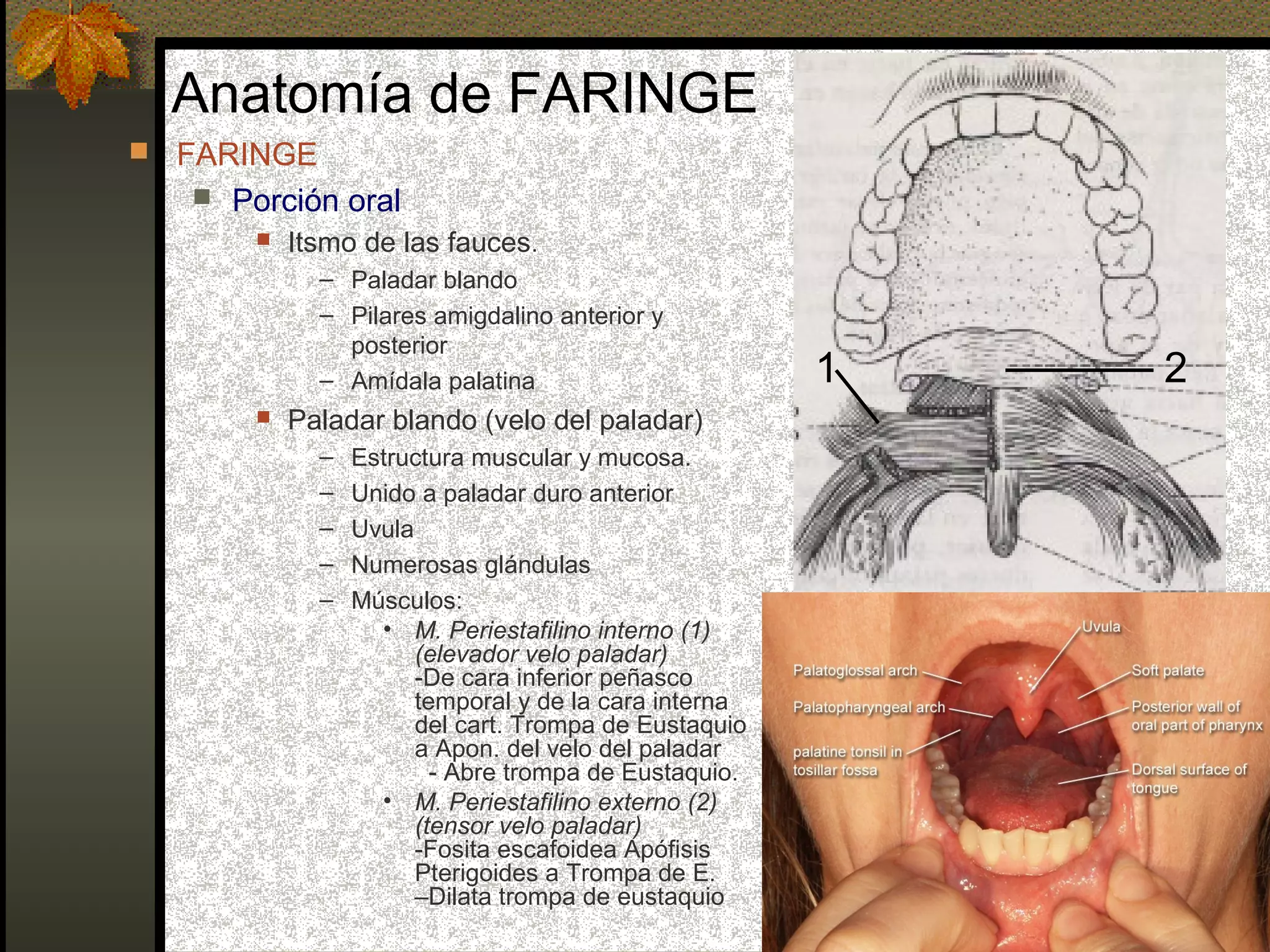 5.1 de boca y faringe | PPT | Ear, Nose and Throat Conditions ...