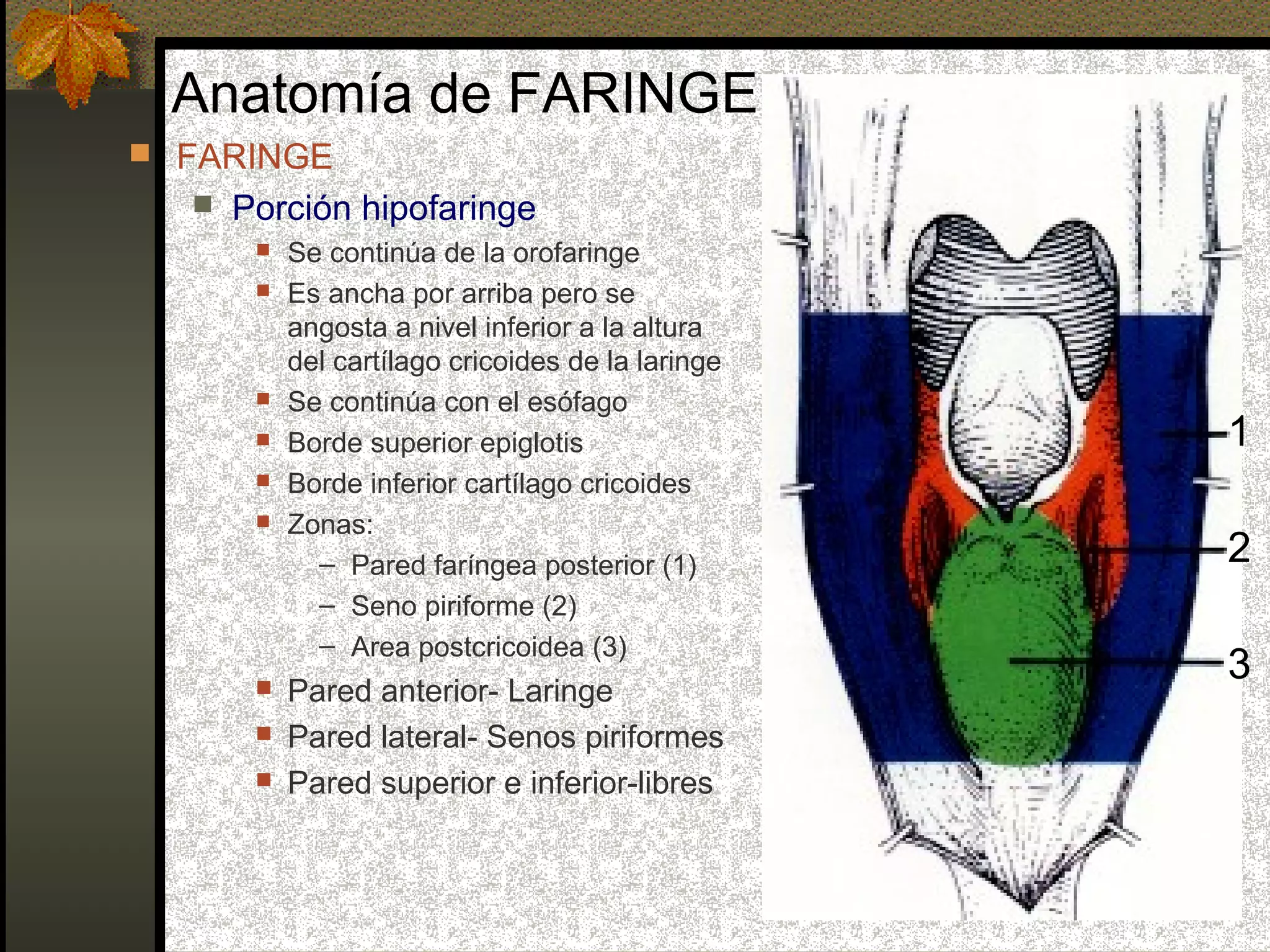 5.1 de boca y faringe | PPT | Ear, Nose and Throat Conditions ...