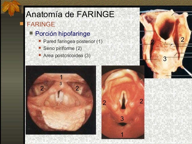 5.1 de boca y faringe