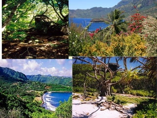 Insulele Pitcairn | PPT