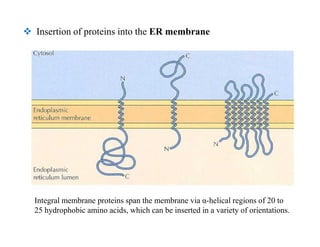 5.ER - cell biology | PDF