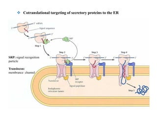 5.ER - cell biology | PDF | Chemistry | Science