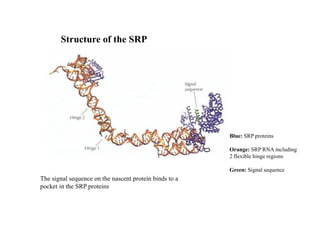 5.ER - cell biology | PDF | Chemistry | Science