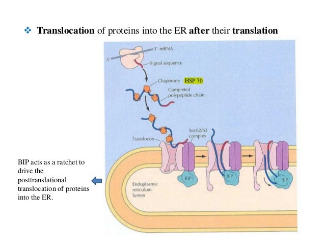 5.ER - cell biology