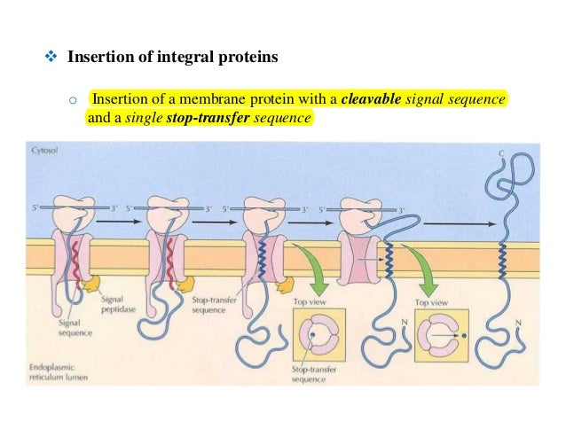5.ER - cell biology