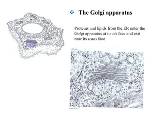 5.ER2+Golgi apparatus - cell biology | PDF