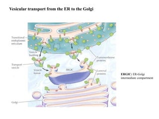 5.ER2+Golgi apparatus - cell biology | PDF