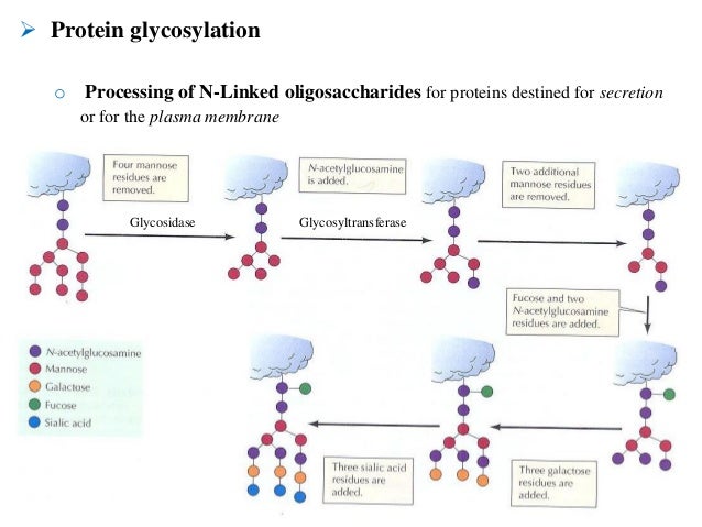 5.ER2+Golgi apparatus - cell biology