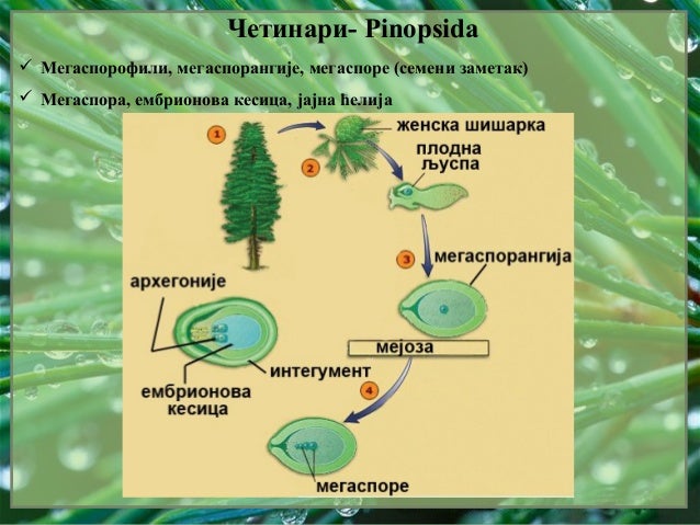 5. Golosemenice cetinari