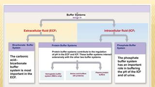 5.sakina respiratory regulation of ph | PPTX