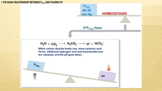5.sakina respiratory regulation of ph | PPTX