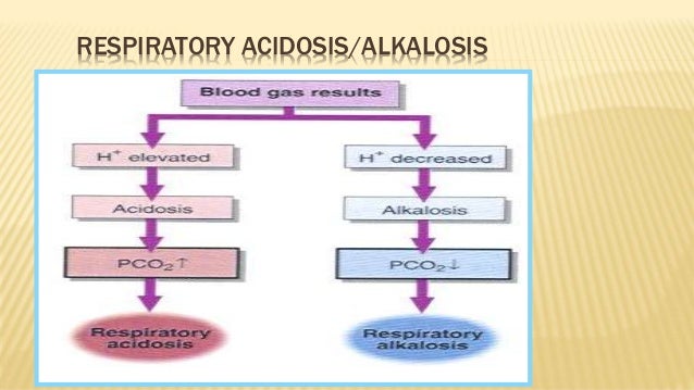 5.sakina respiratory regulation of ph