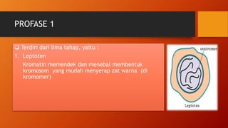 5. pembelahan meiosis | PPTX