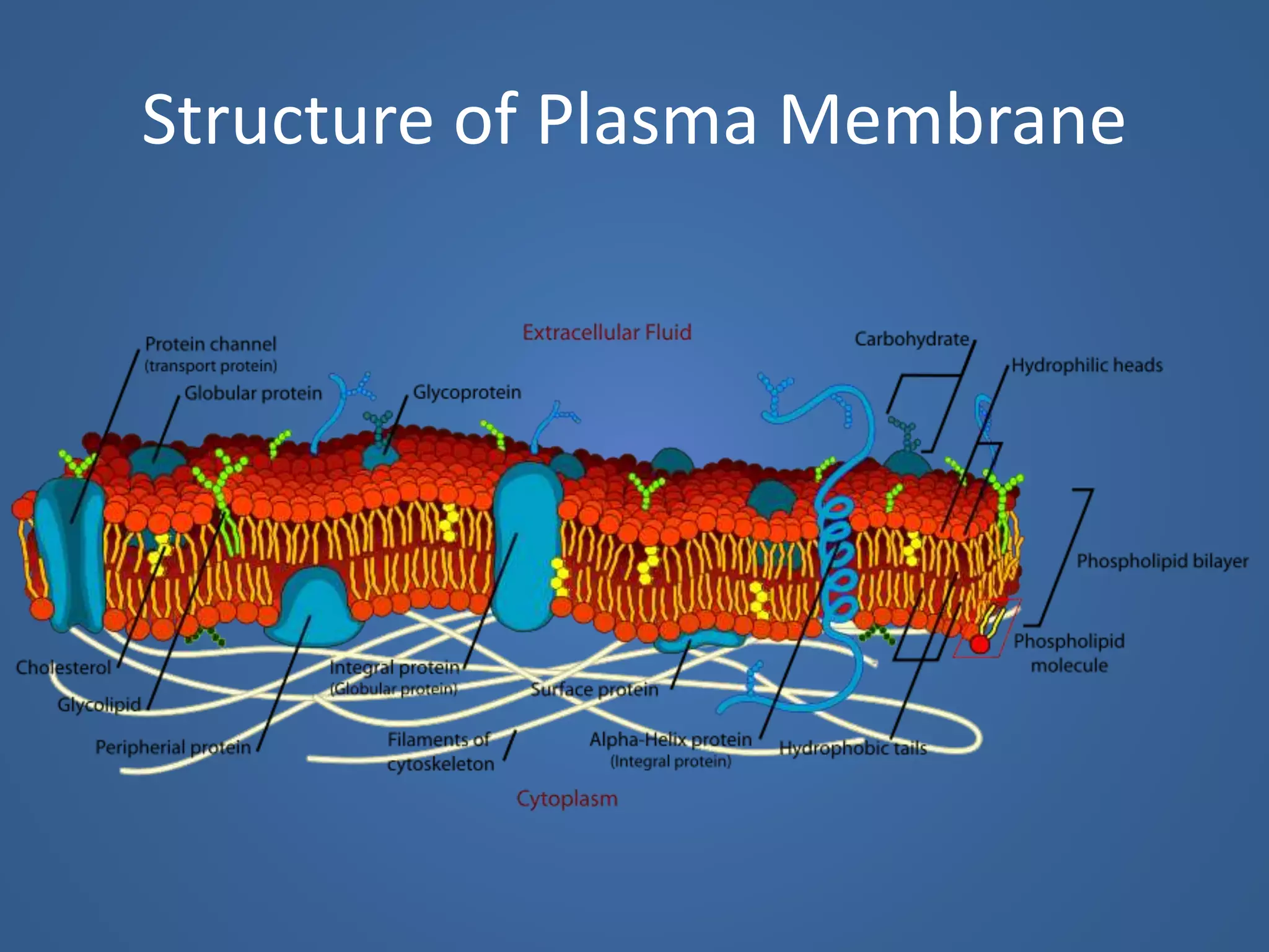 5. Cell Membrane and Membrane Transport | PPTX