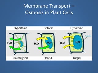 5. Cell Membrane and Membrane Transport | PPTX