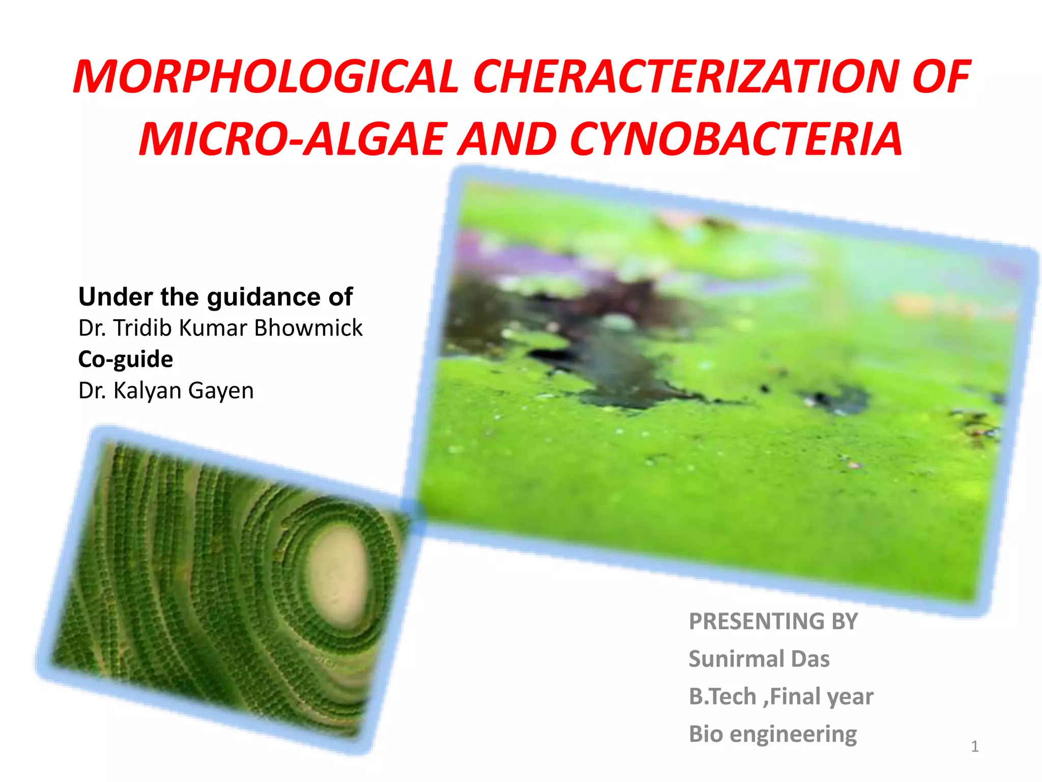 morphology of micro algae ad permanent slide preparation of micro algae and cyanobacteria | PPTX