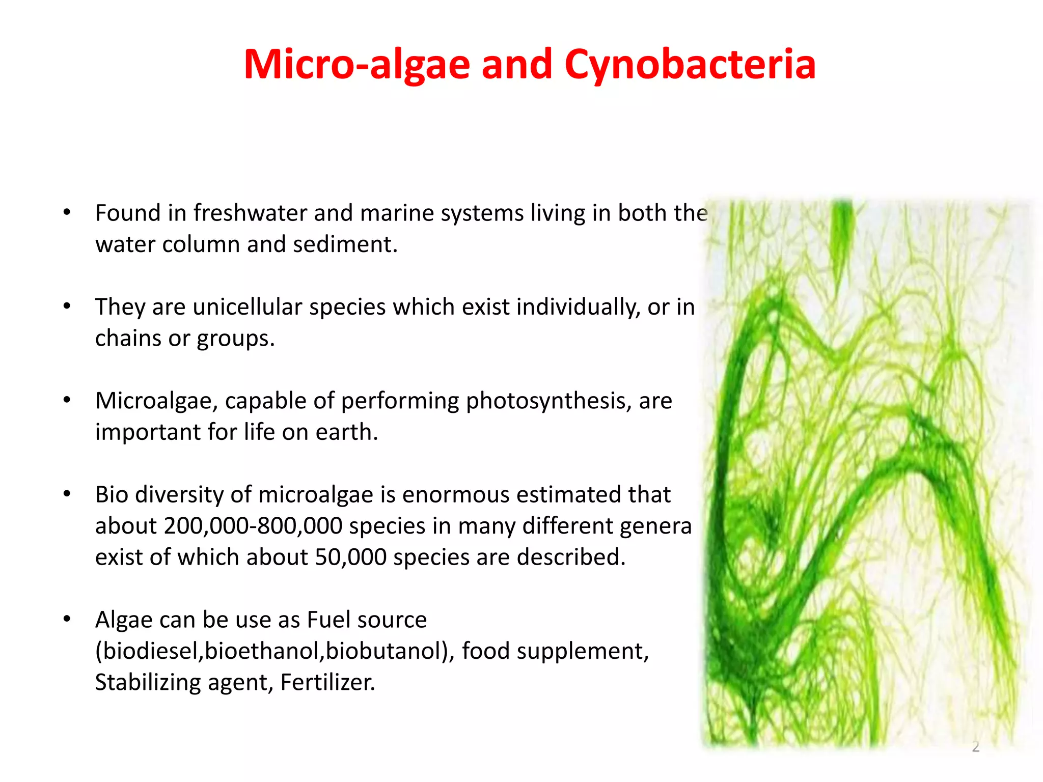 morphology of micro algae ad permanent slide preparation of micro algae ...