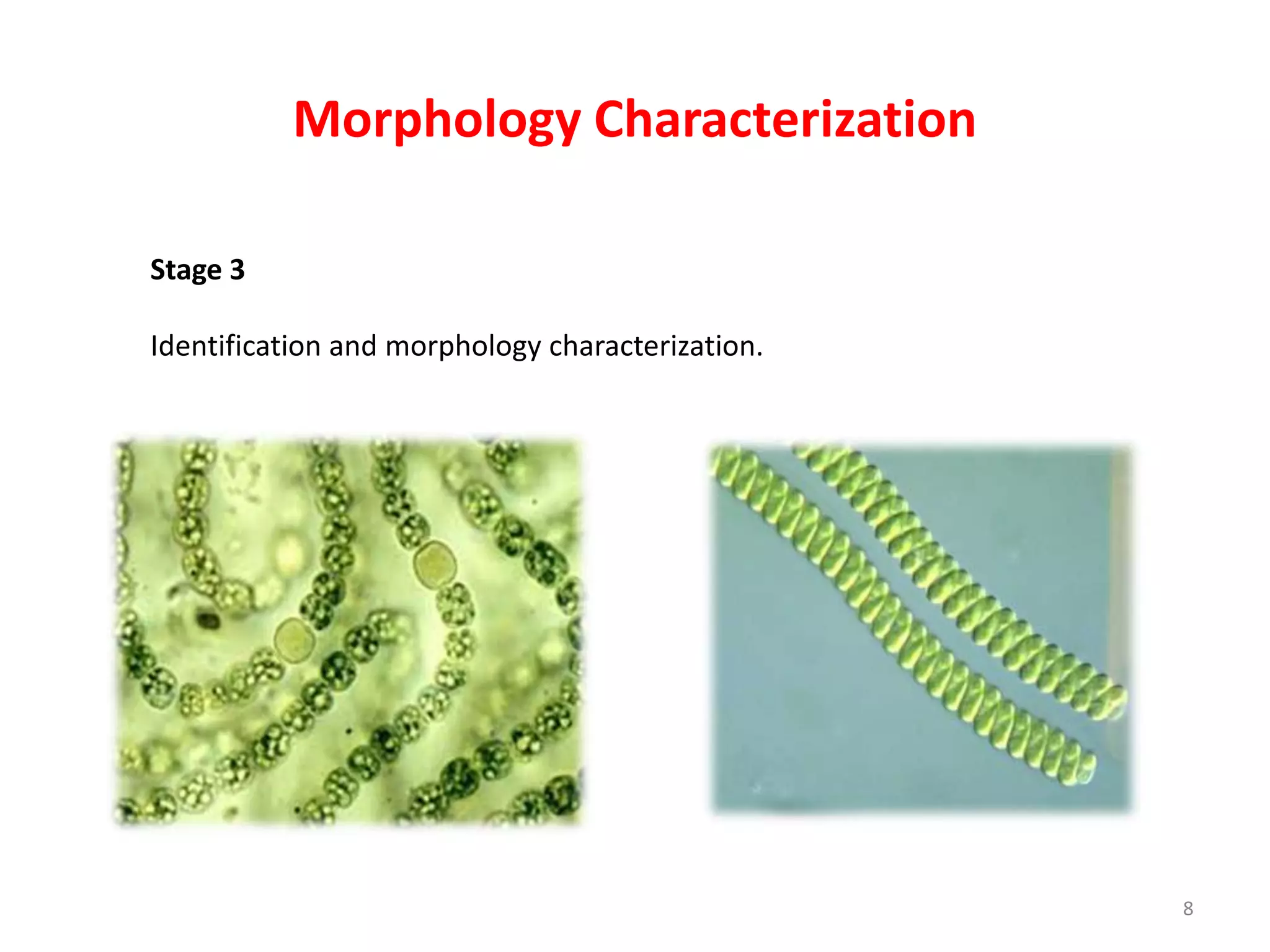 morphology of micro algae ad permanent slide preparation of micro algae ...