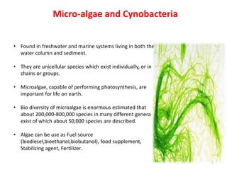 morphology of micro algae ad permanent slide preparation of micro algae ...