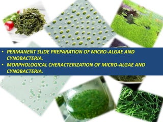 morphology of micro algae ad permanent slide preparation of micro algae ...