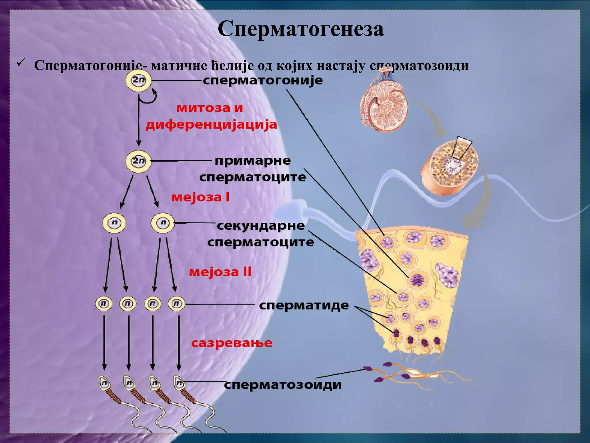 6. Individualno razvice coveka | PPT