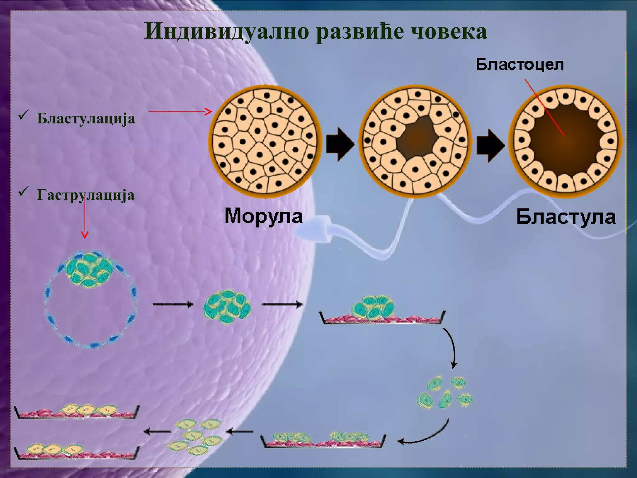 6. Individualno razvice coveka | PPT