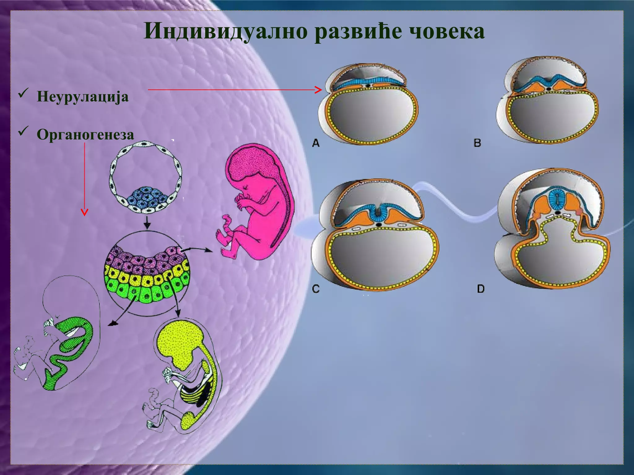 6. Individualno razvice coveka | PPT