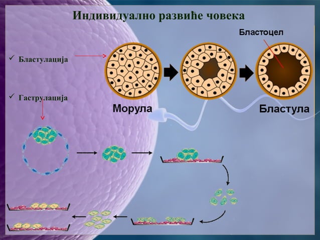 6. Individualno razvice coveka | PPT