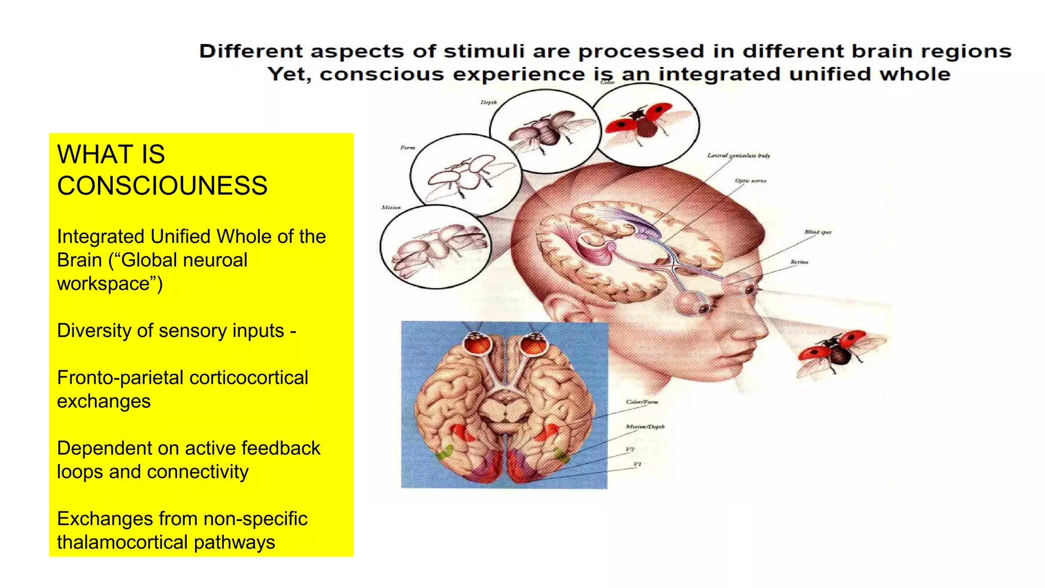 5. thomas lew how anaesthetic works (and why knowing matters) | PPT