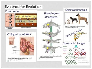 5.1 evidence for evolution | PPTX