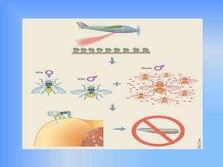 Genetic Manipulation of Pest | PPTX