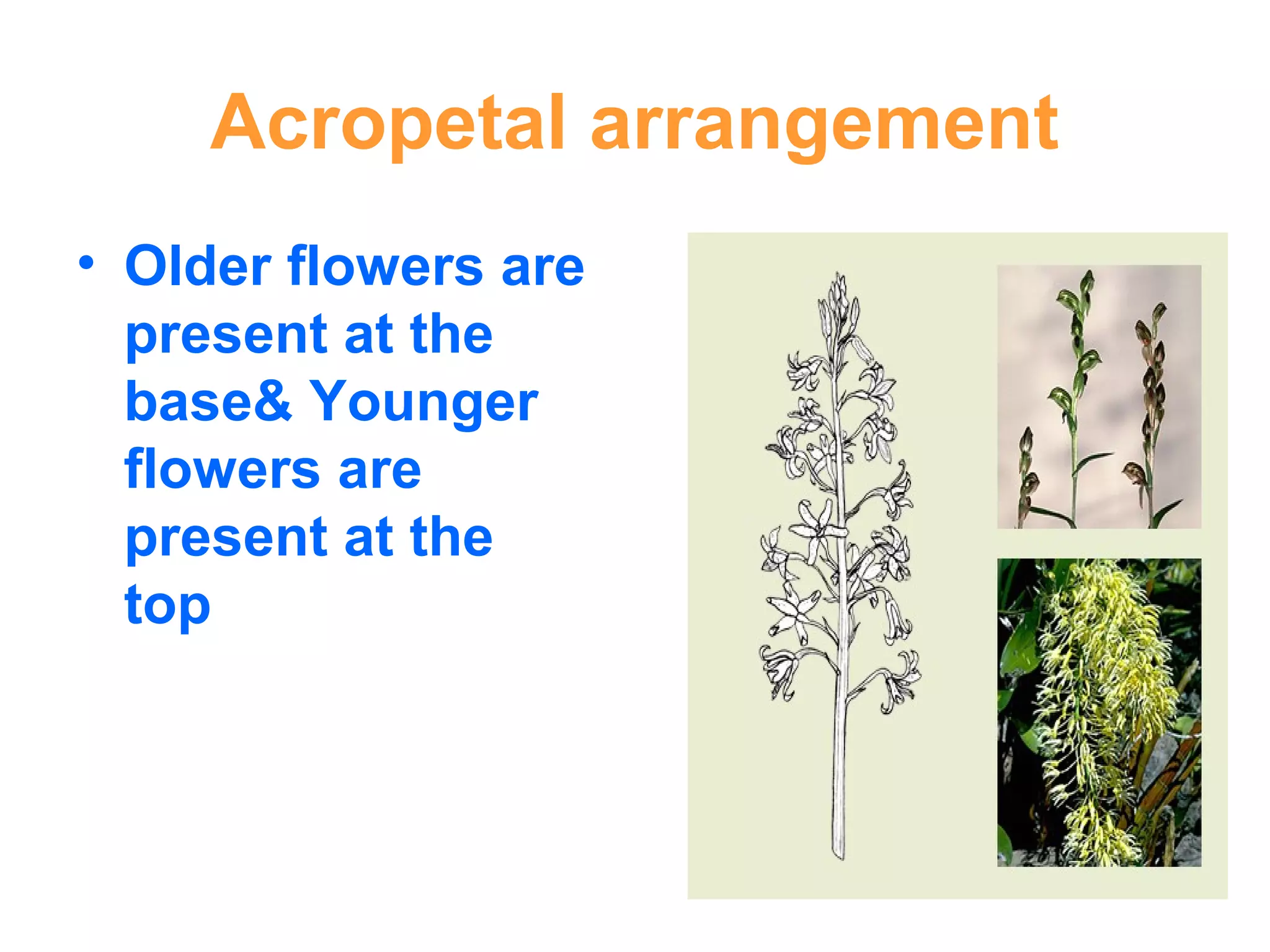 5. morphology of flowering parts (inflorescence) | PPT